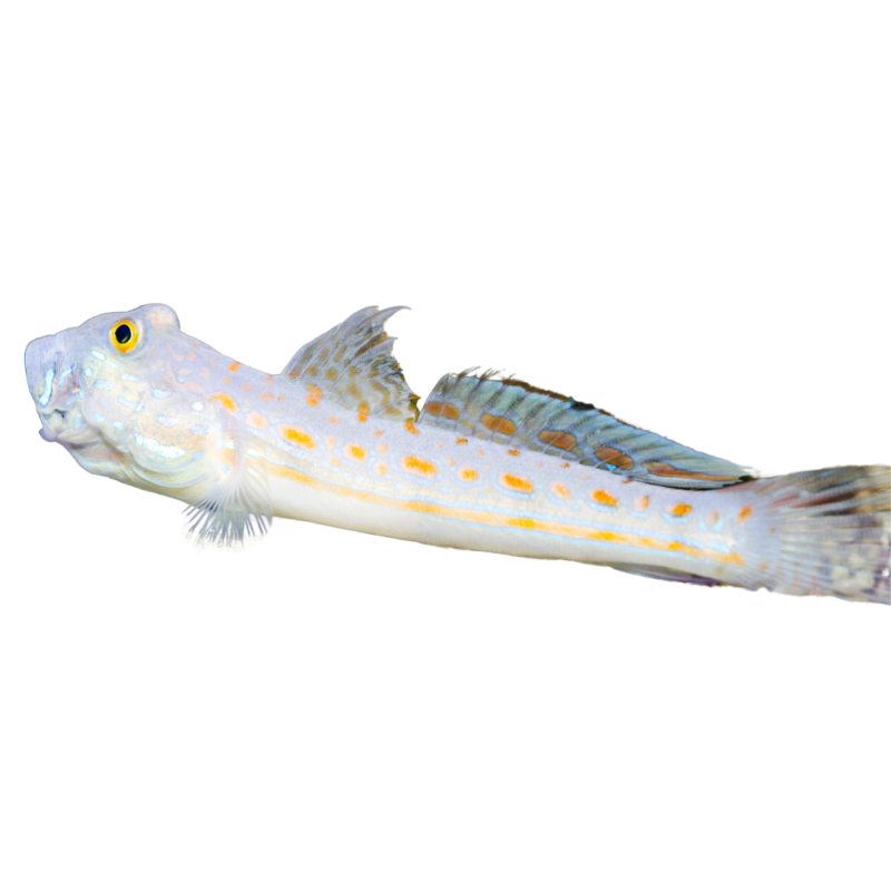 Goby Fish for sale | Big Personalities - AquaFish Depot