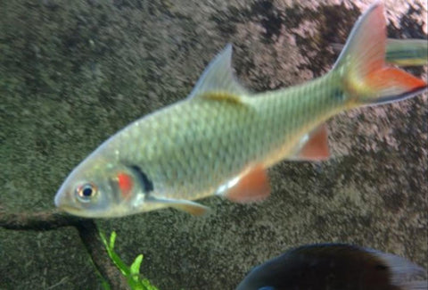 Red Cheek Javaen Barb (Systomus orphoides) - AquaFish Depot