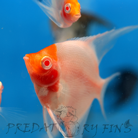 Albino Red Cap Angelfish (Pterophyllum scalare) - AquaFish Depot