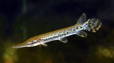 Gar Fish for Sale | Freshwater Hunters - AquaFish Depot