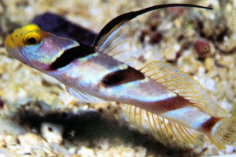 Goby Fish for sale | Big Personalities - AquaFish Depot