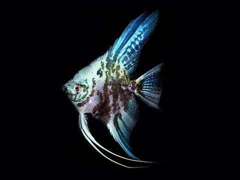 Marble Blue Angelfish (Pterophyllum scalare sp) - AquaFish Depot