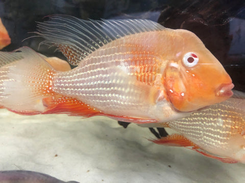 Albino Threadfin Acara Geophagus Cichlid (Acarichthys heckelii ...