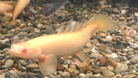 Albino Short Body Senegal Bichir (Polypterus senegalus) - AquaFish Depot