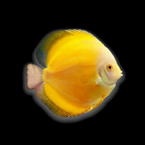 Discus Fish for Sale | Disk-Shaped Beauties - AquaFish Depot