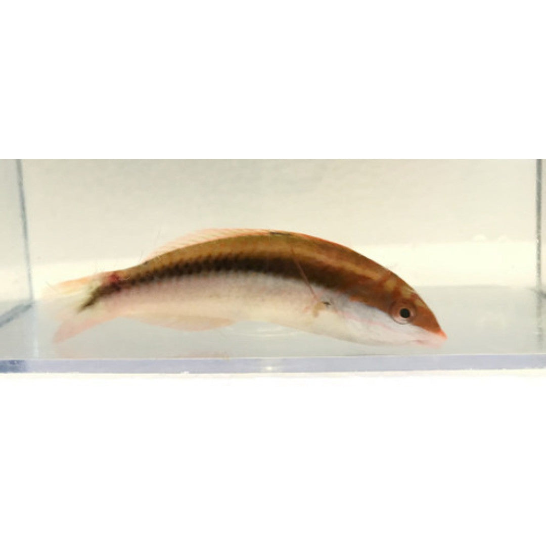 Clown Wrasse (Large) - AquaFish Depot