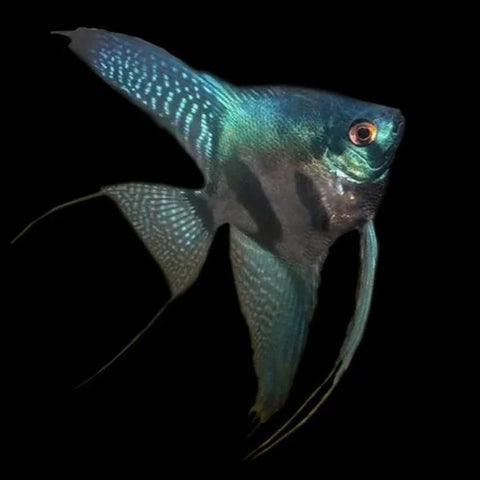 Green Face Pinoy Angelfish (Pterophyllum scalare) - AquaFish Depot