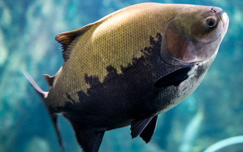 Pacu Fish for Sale | Freshwater Giants - AquaFish Depot