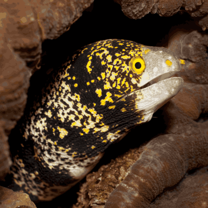 Moray Eels For Sale | Mysterious Hues - AquaFish Depot