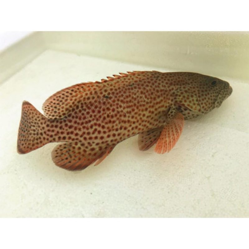 Grouper Fish For Sale | Tank Titans - AquaFish Depot